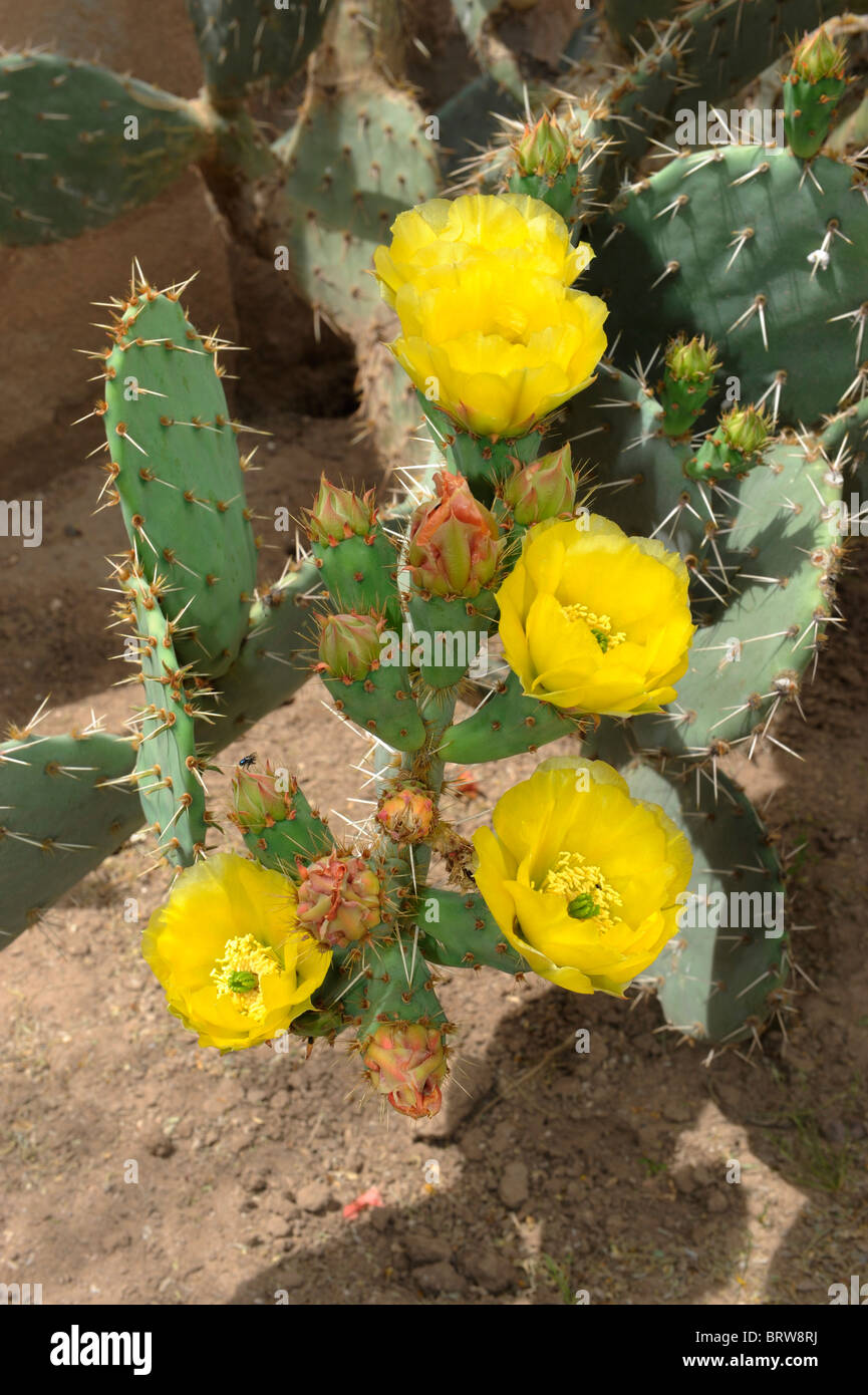 Yellow Cactus Plants in Courtyard at Mission San Xavier del Bac Tucson ...