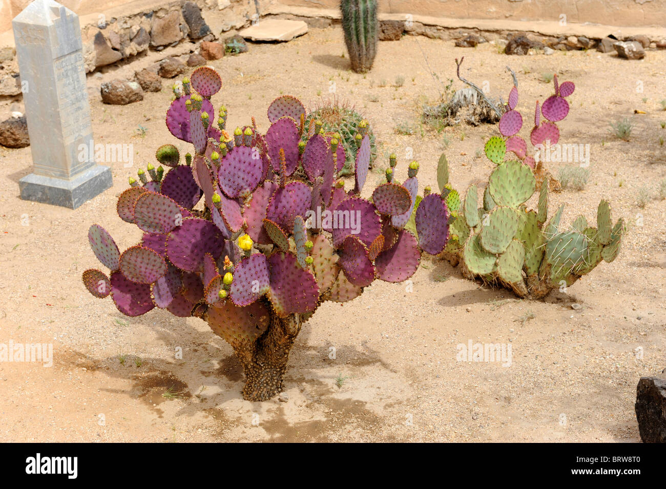 Cactus Plants in Courtyard at Mission San Xavier del Bac Tucson Arizona ...
