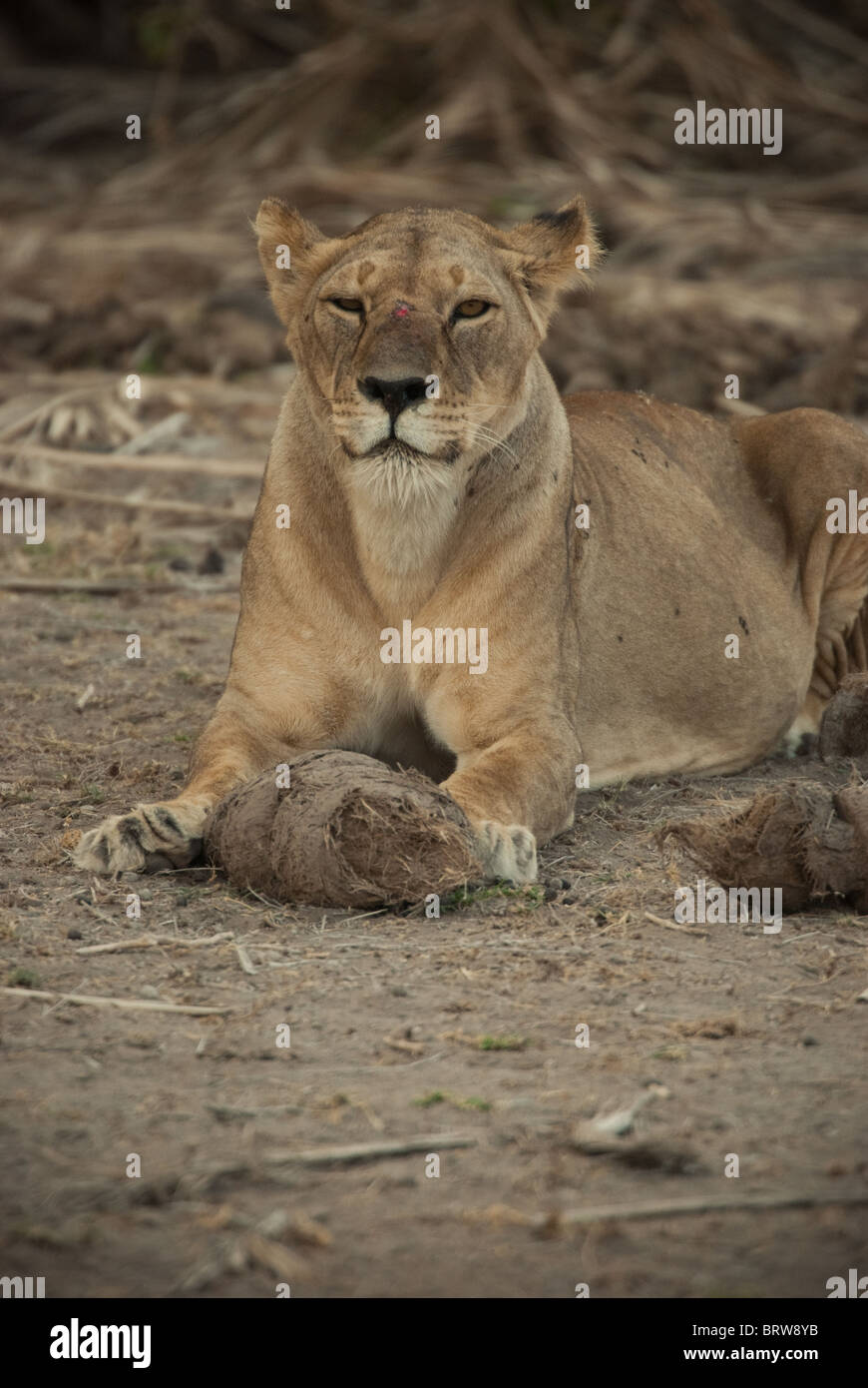 Lioness with a coconut or similar between her paws whilst lying down ...