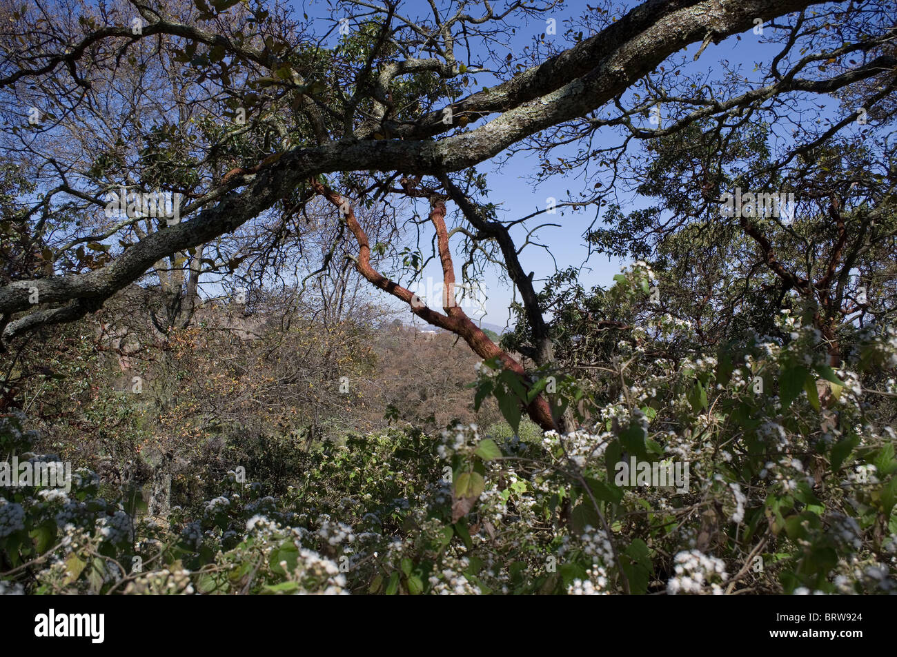 Madrone tree (arbutus) in central Mexico Stock Photo - Alamy