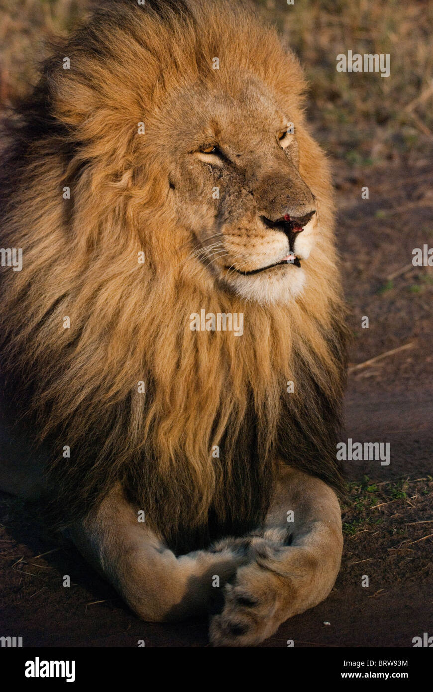 Regal looking male Lion with folded paws as the sun rises in the Masai ...