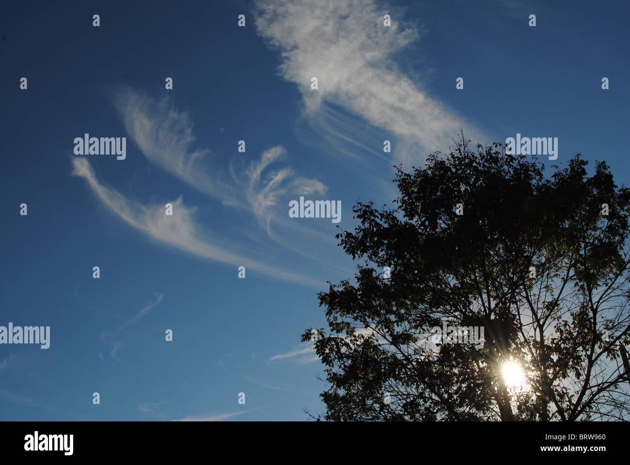 clouds shaped as birds in sky Stock Photo - Alamy