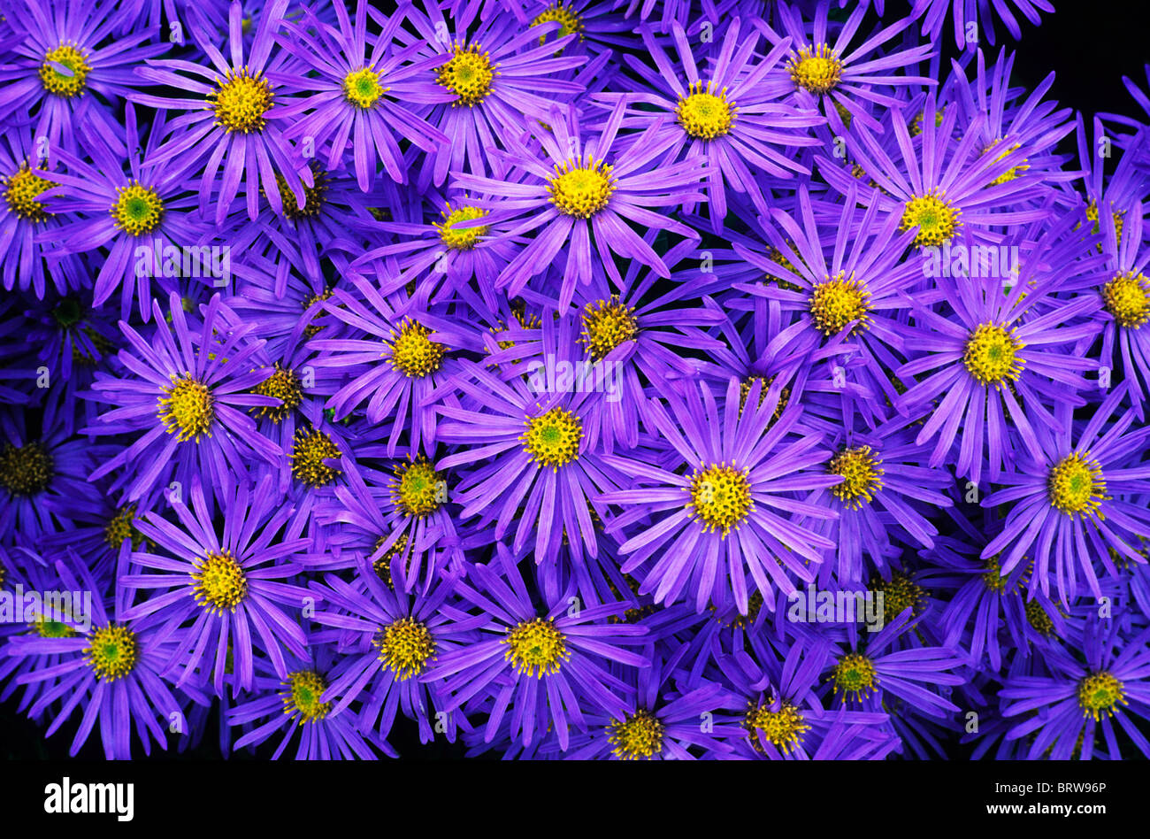 Aster x frikartii 'Monch' asters blue flower flowers garden plant ...