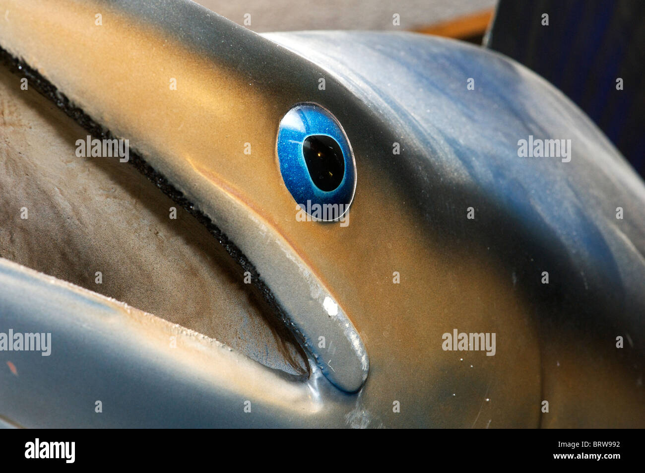 Mounted Marlin, view of eye and partial mouth, partial view of 200+ lb ...