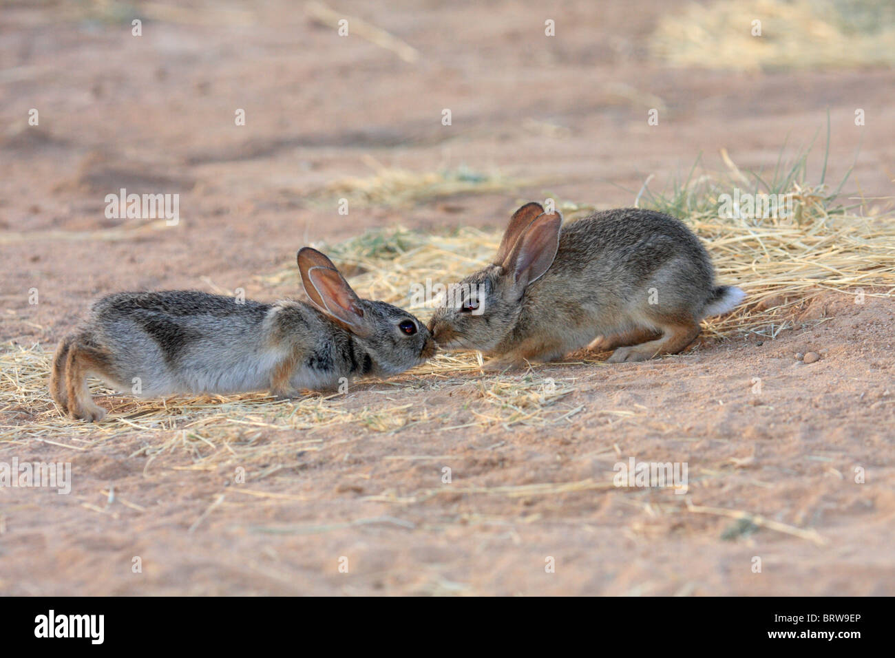 Two young Eastern Cottontails (Sylvilagus Floridanus), Southern Arizona ...
