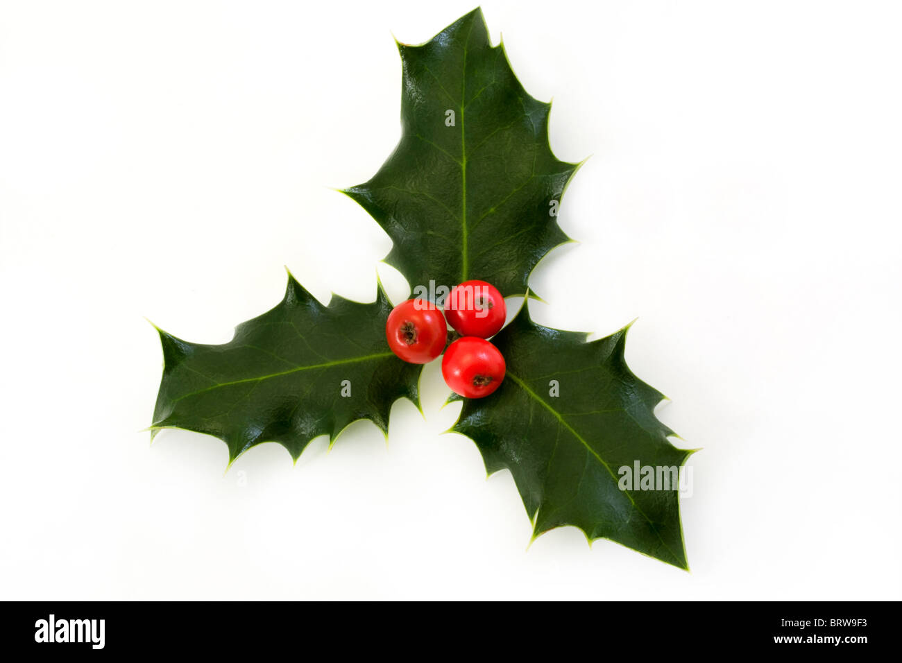 Sprig holly hi-res stock photography and images - Alamy