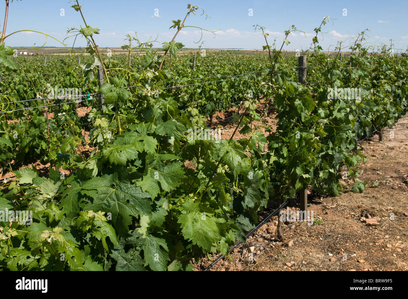 vineyards in the spanish Toro region Stock Photo - Alamy