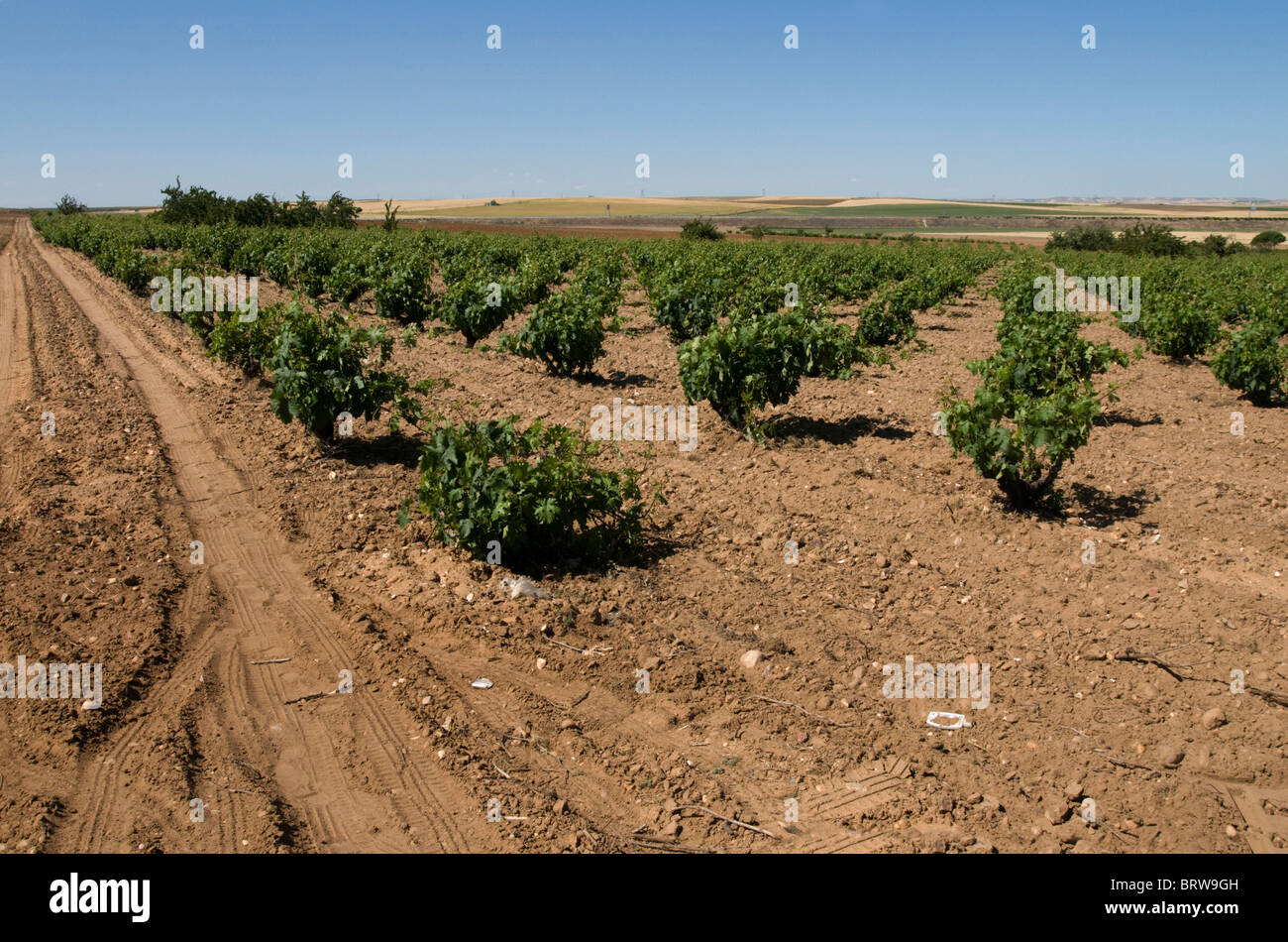 vineyards in the spanish Toro region Stock Photo - Alamy