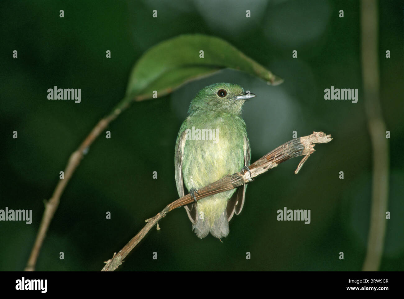 Blue crowned manakin hi-res stock photography and images - Alamy