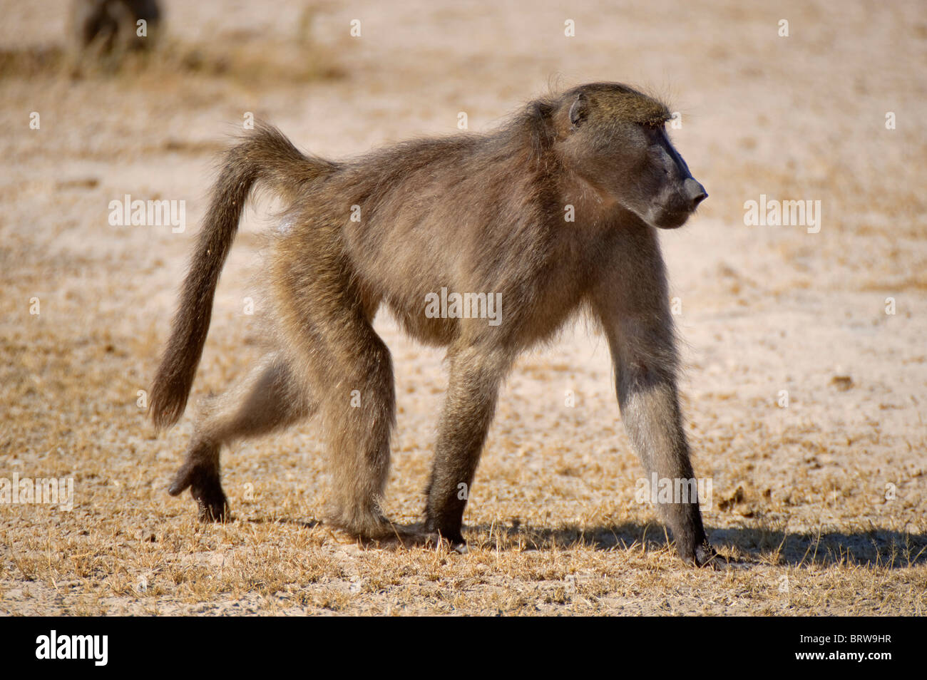 Mahango game reserve hi-res stock photography and images - Alamy