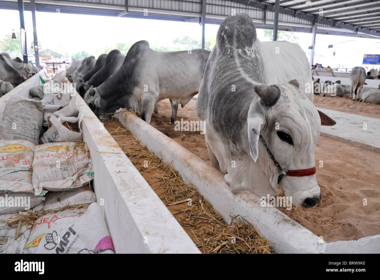 Xmatkuil, Yucatan / Mexico - November 12: Zebu bulls shown during the ...