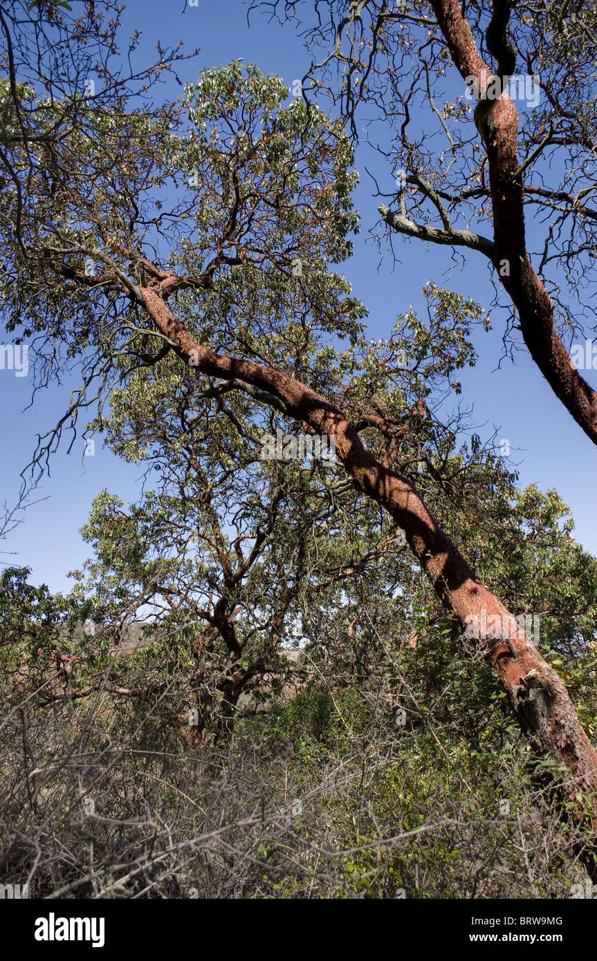 Madrone tree arbutus hi-res stock photography and images - Alamy