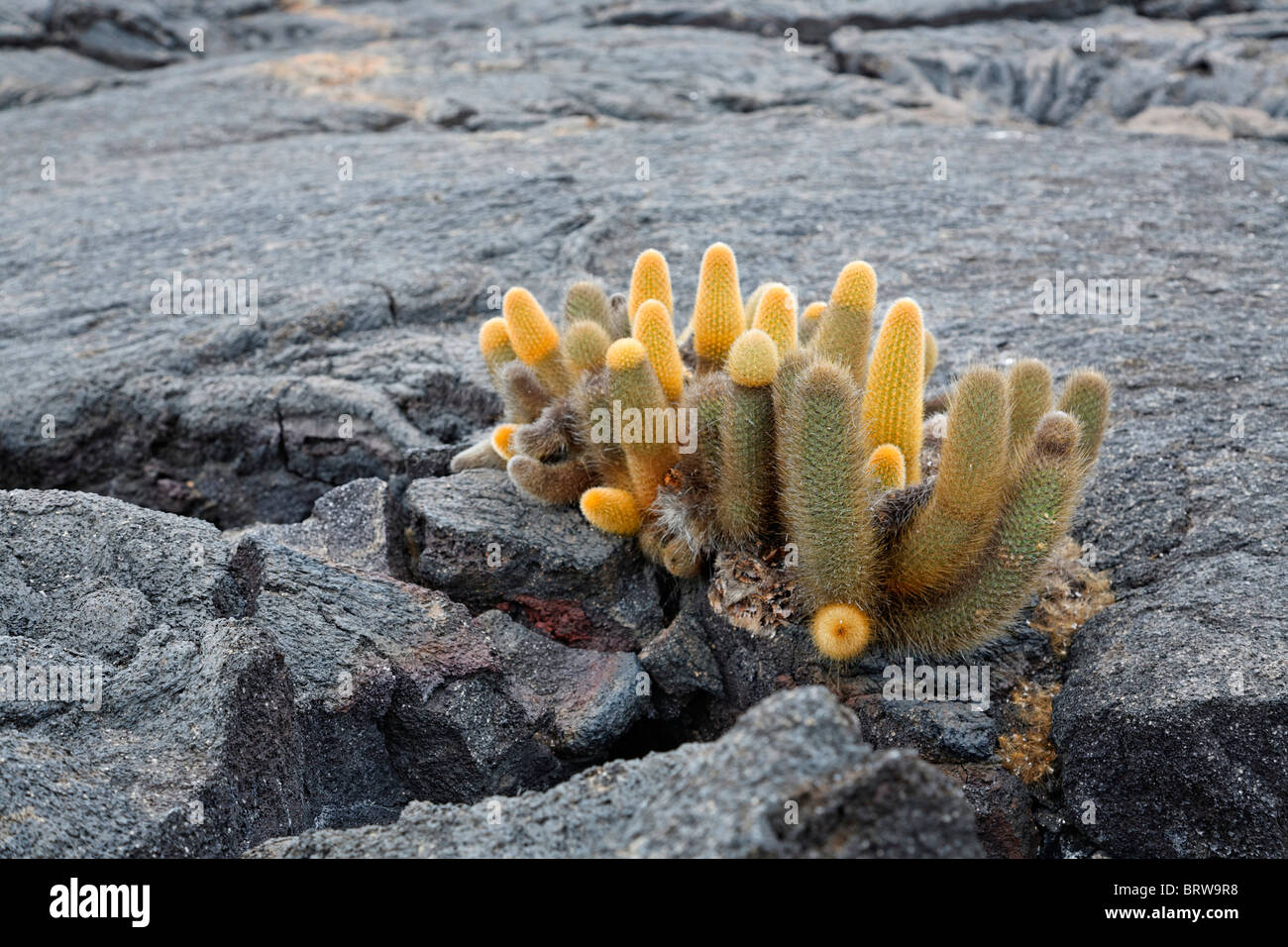 Lava cactus, (Brachycereus nesioticus), growing out of crack in lava ...