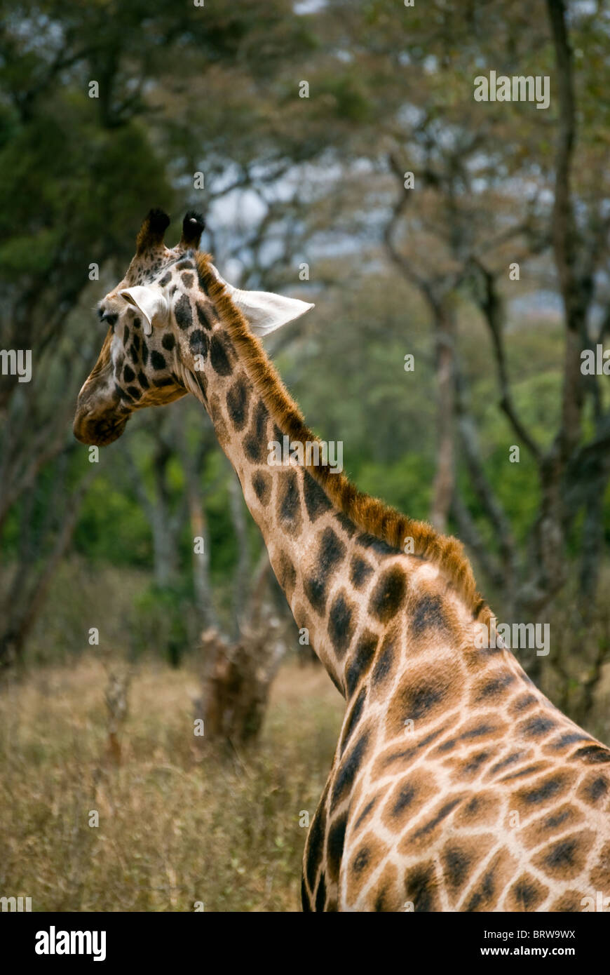 Giraffe from behind with trees in the near distance Stock Photo - Alamy