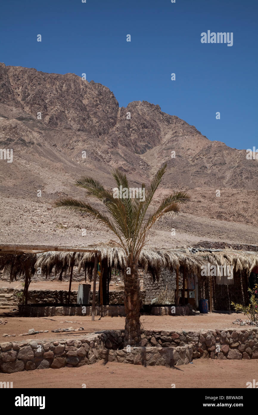 A Palm Tree set against a mountainous background, Dahab, Egypt Stock ...