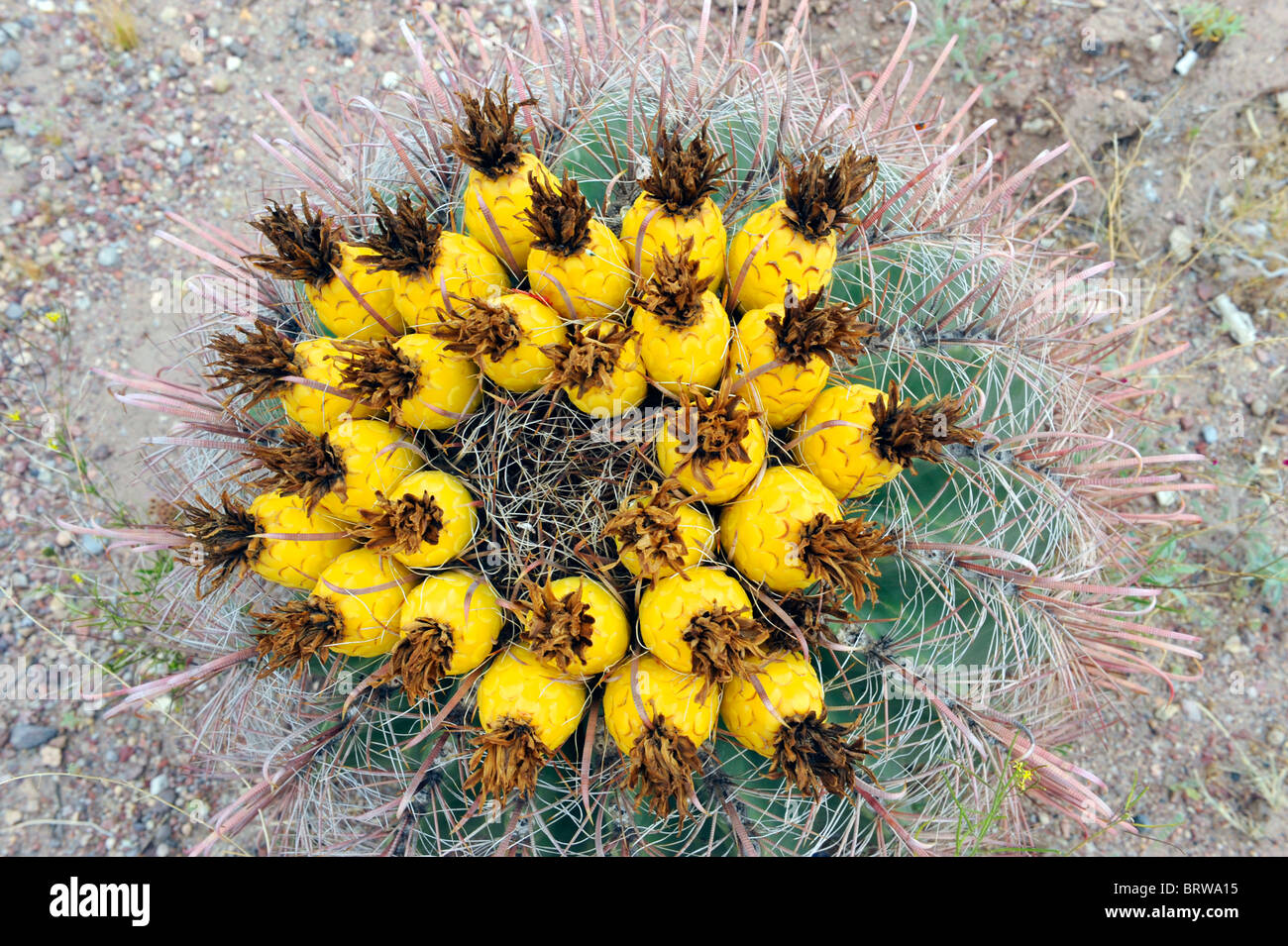 Yellow Cactus Plants in Courtyard at Mission San Xavier del Bac Tucson ...