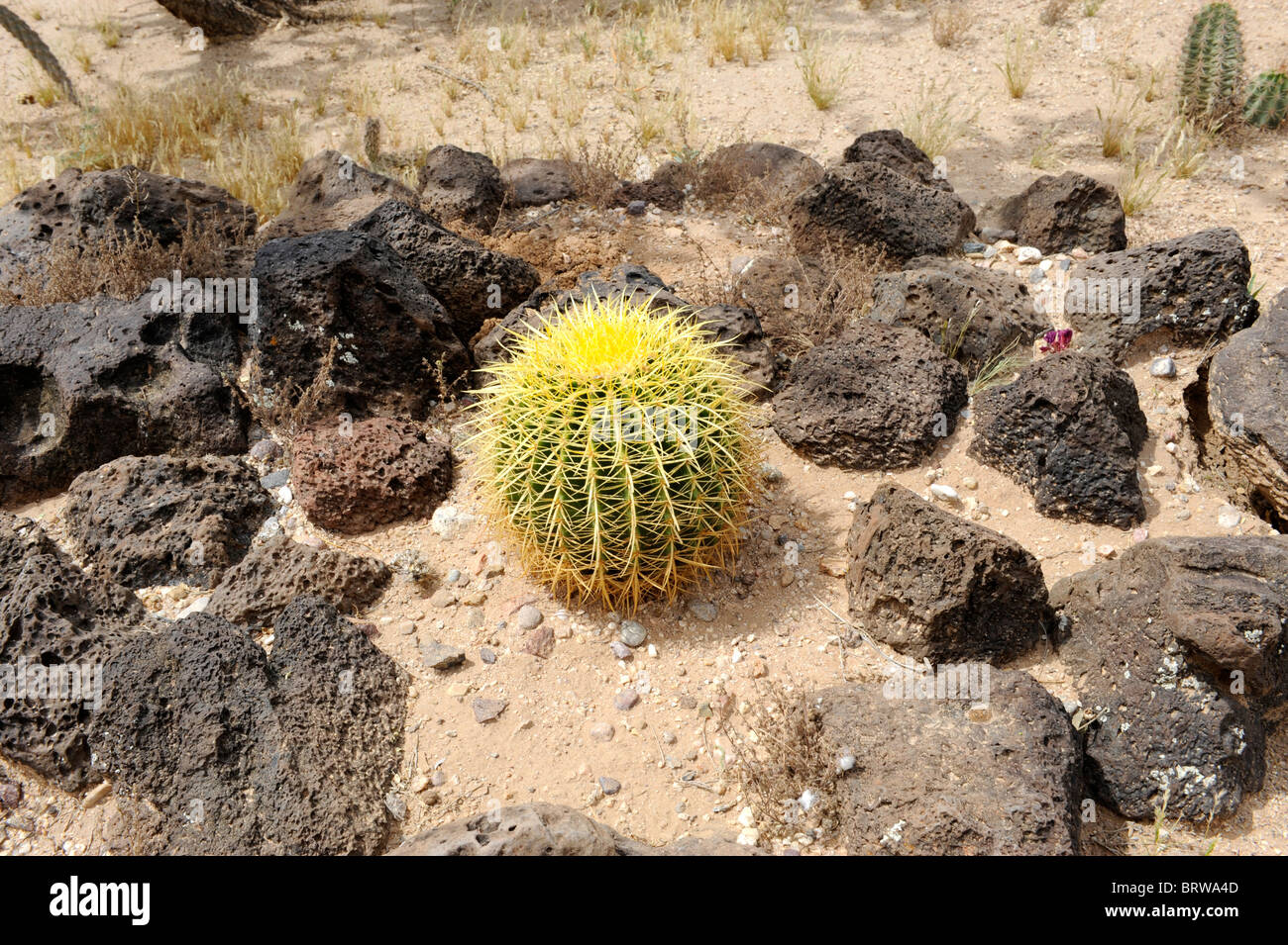 Small Yellow Cactus Plants in Courtyard at Mission San Xavier del Bac ...