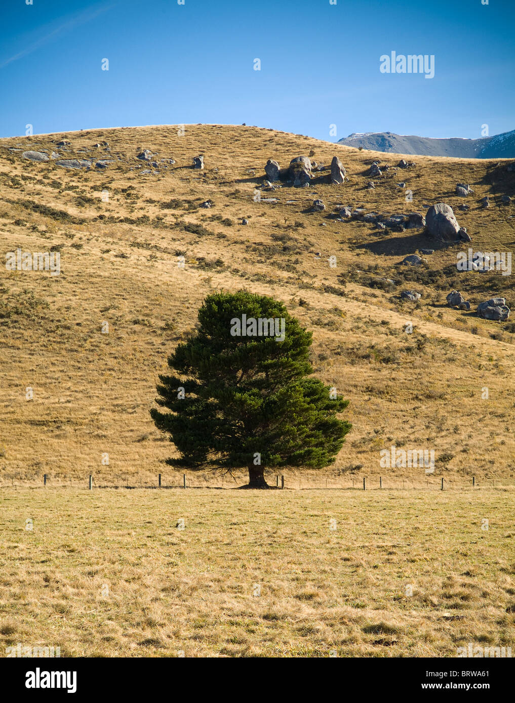 A single tree stands lush and green on a dry, barren hillside Stock ...