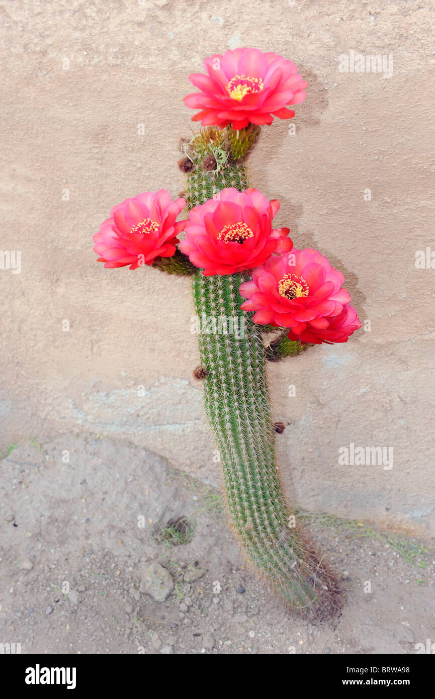 Pink Cactus Plants in Courtyard at Mission San Xavier del Bac Tucson ...