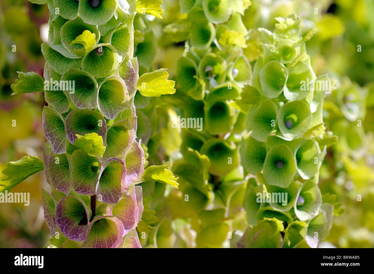 Moluccella laevis Bells-of-Ireland Bells of Ireland summer flowering ...