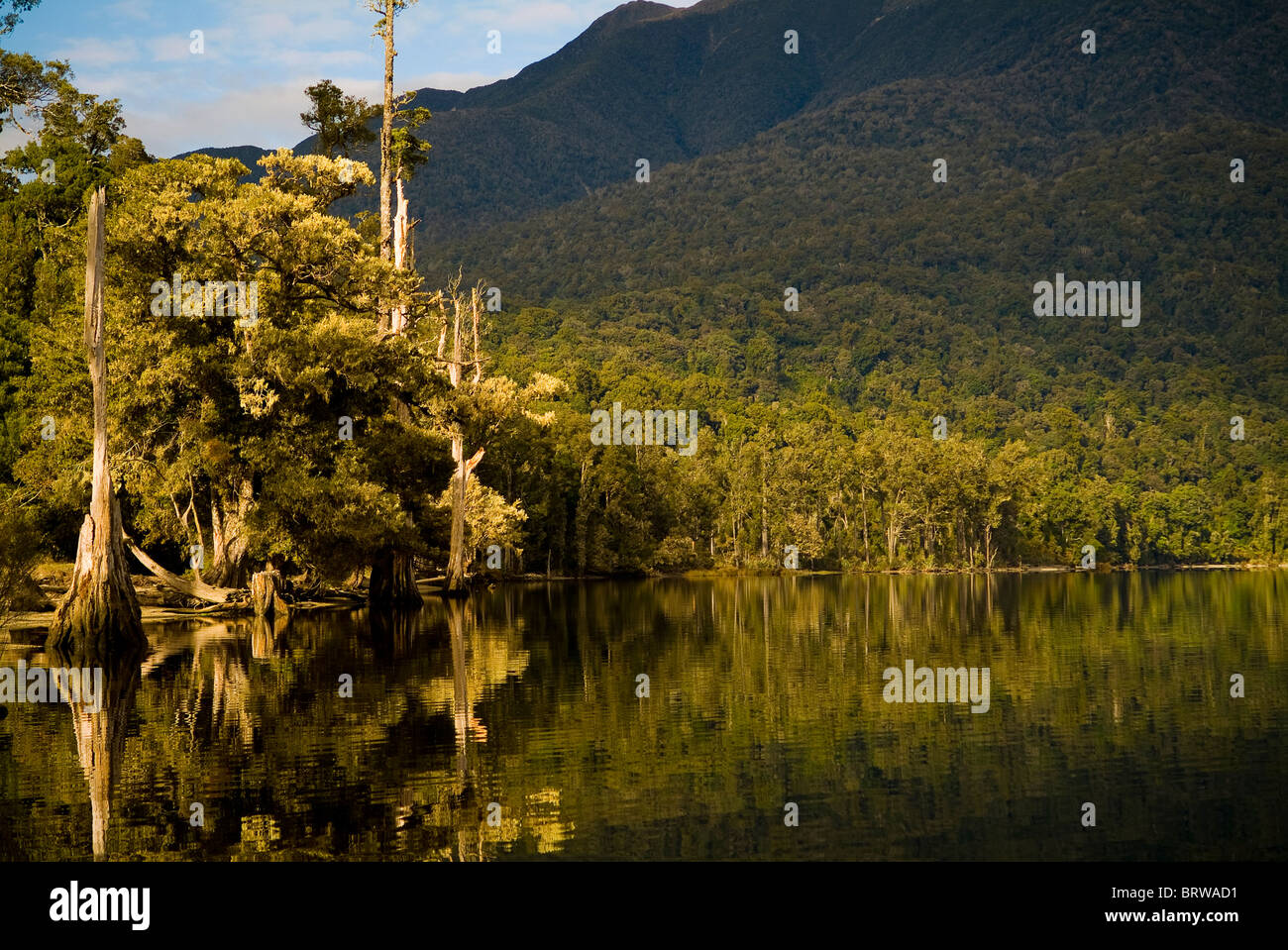 Forest reflections on lake edge Stock Photo - Alamy