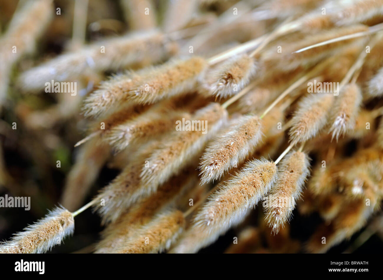 Polypogon monspeliensis annual beard-grass rabbitsfoot grass panicle ...