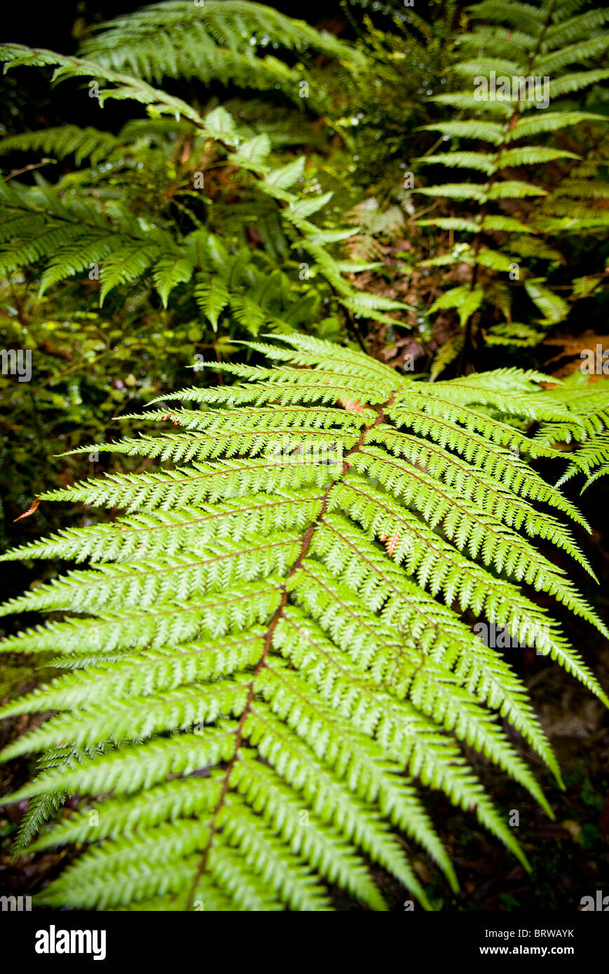 Plant vegetation foliage fern frond hi-res stock photography and images ...