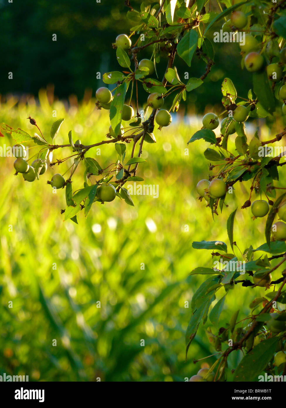 Marrow plots hi-res stock photography and images - Alamy