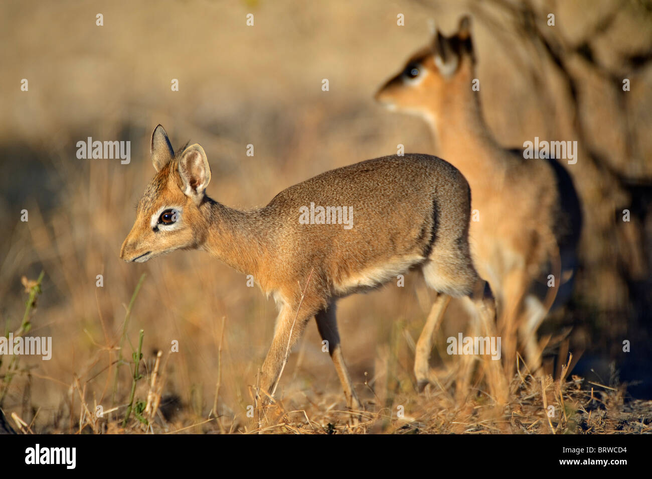 Kirks dik diks hi-res stock photography and images - Alamy