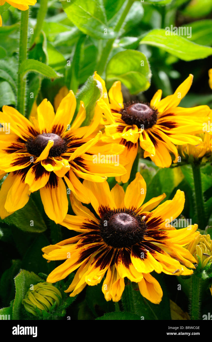 rudbeckia hirta sonora gloriosa daisy black-eyed susan gold yellow ...