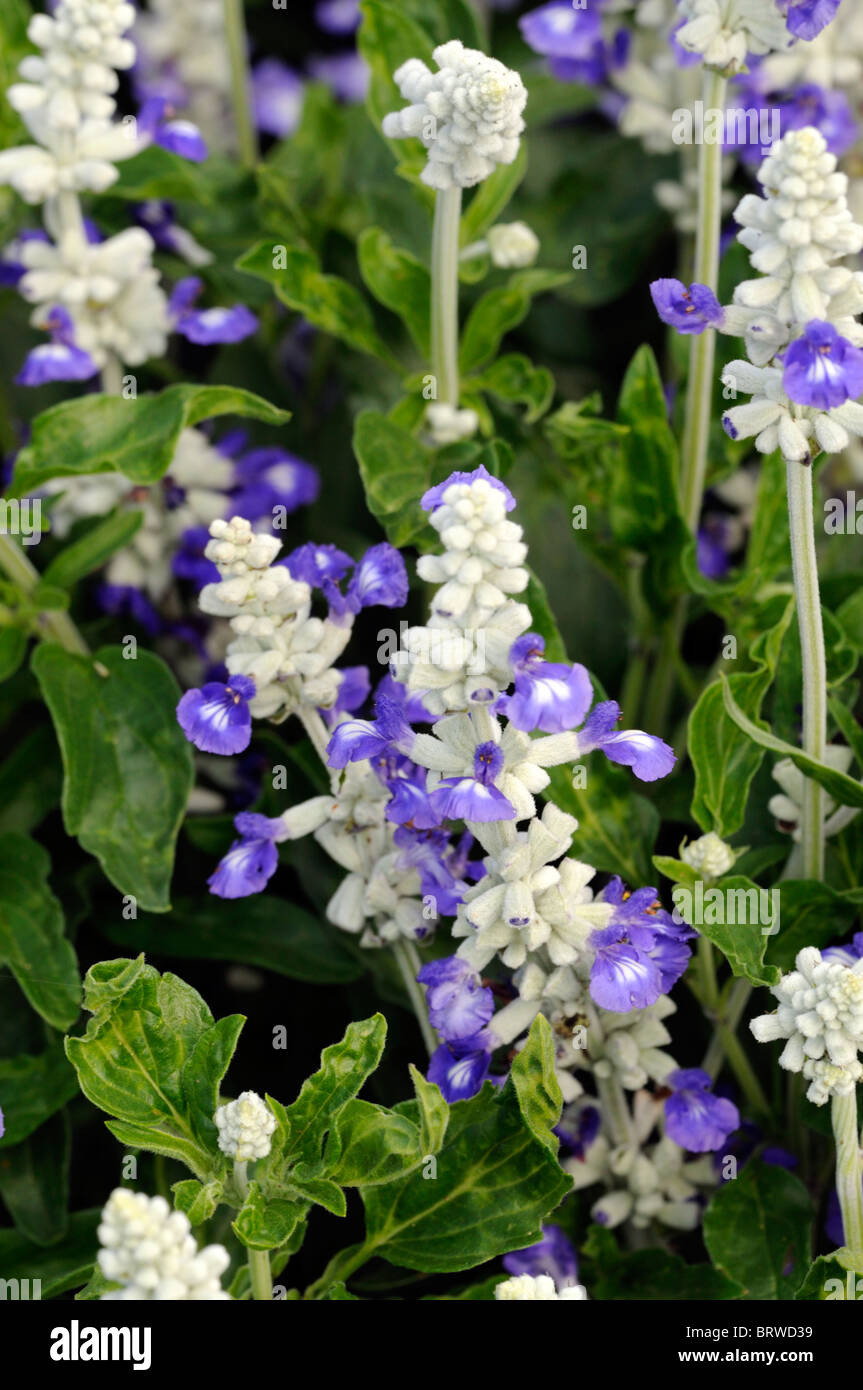 Salvia farinacea strata bi-color white blue Mealy-Cup Flowering Sage ...