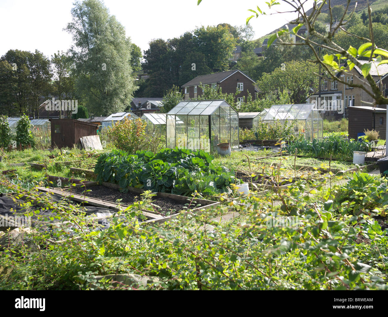 Allotment at Delph Saddleworth, Greater Manchester, Lancashire, England ...