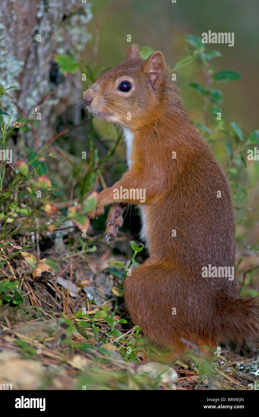 Native trees to ireland hi-res stock photography and images - Alamy
