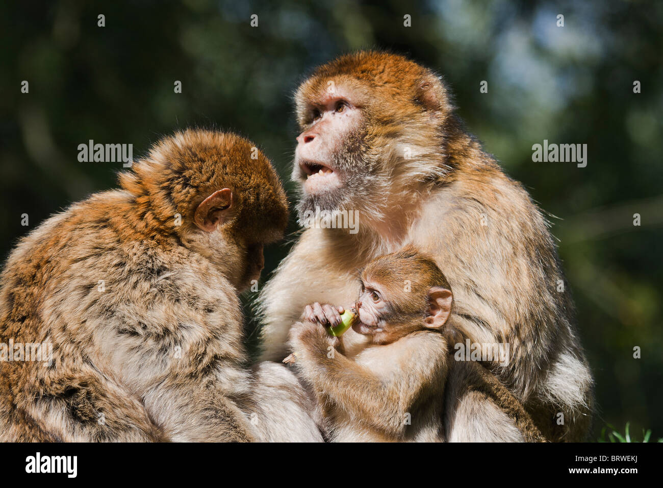 Family of Barbary Monkeys Stock Photo - Alamy