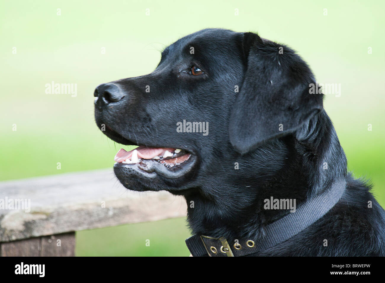 Black Labrador Retriever Stock Photo - Alamy