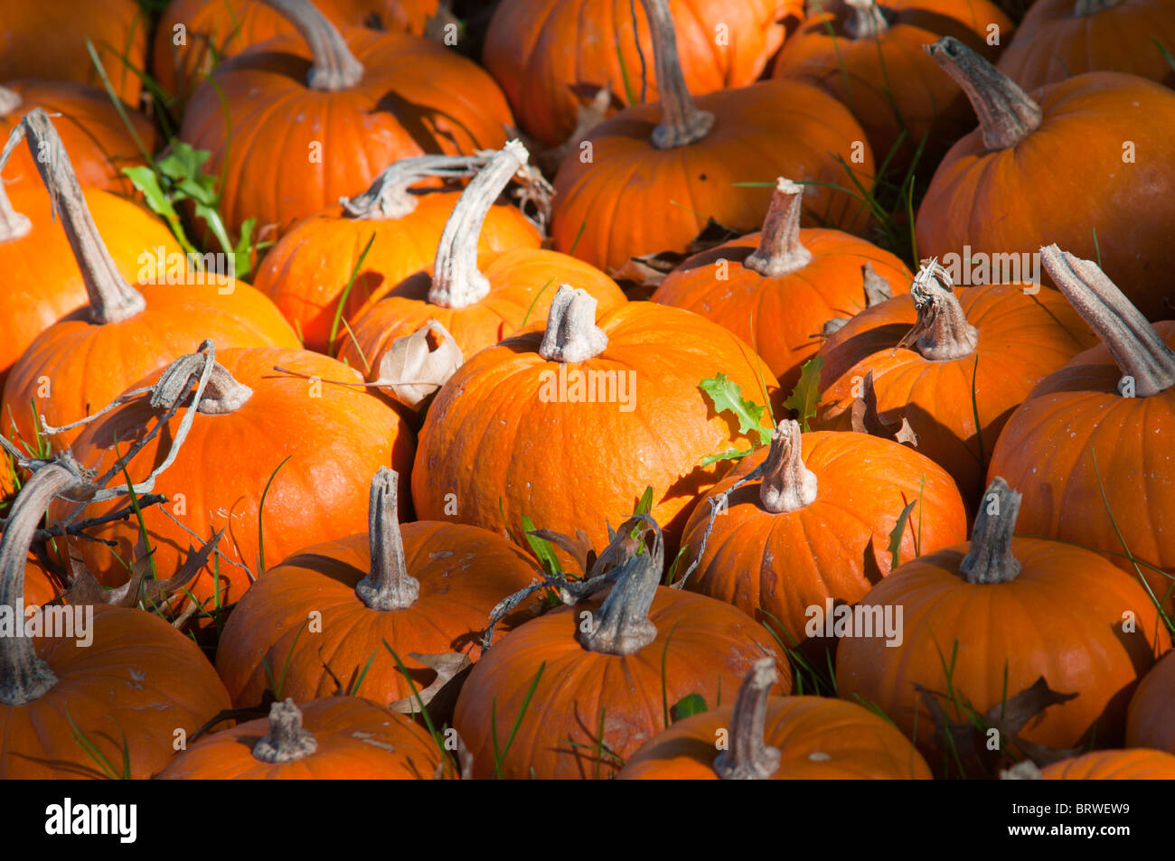 Large group pumpkins close hi-res stock photography and images - Alamy