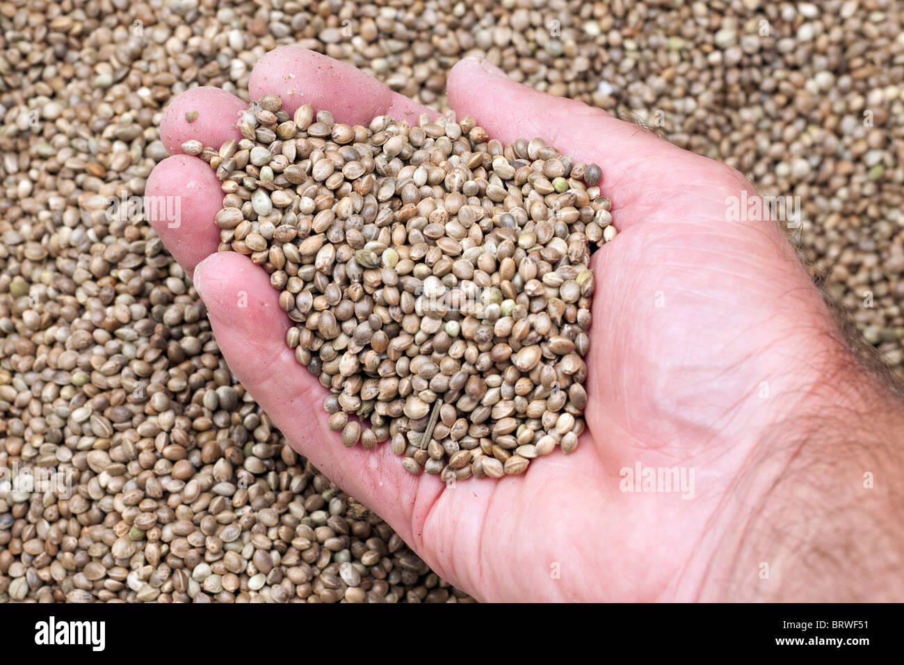 Handfull of hemp seed Stock Photo - Alamy