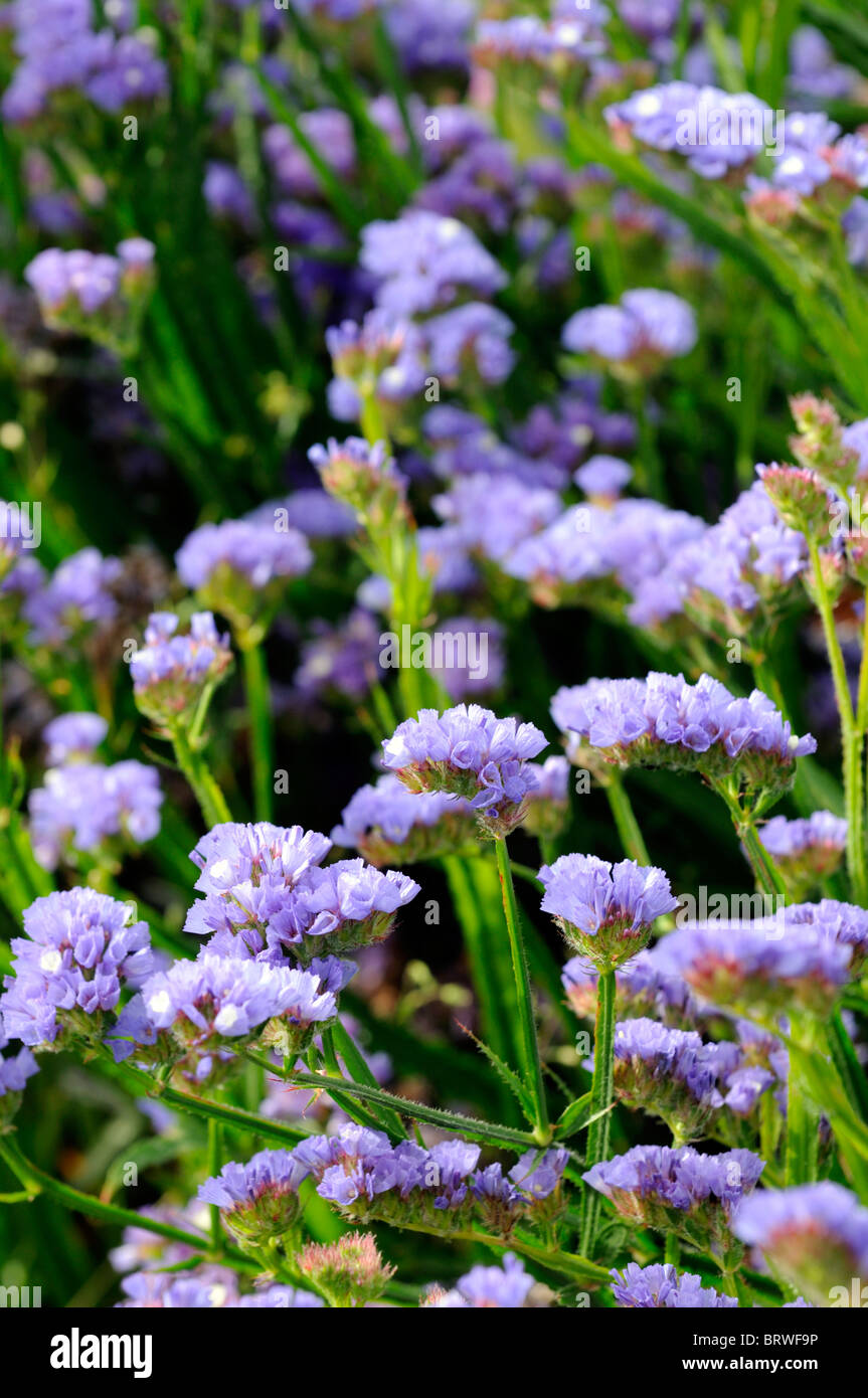 Statice sinuata Sunburst pale blue Limonium flowers bloom blossom ...