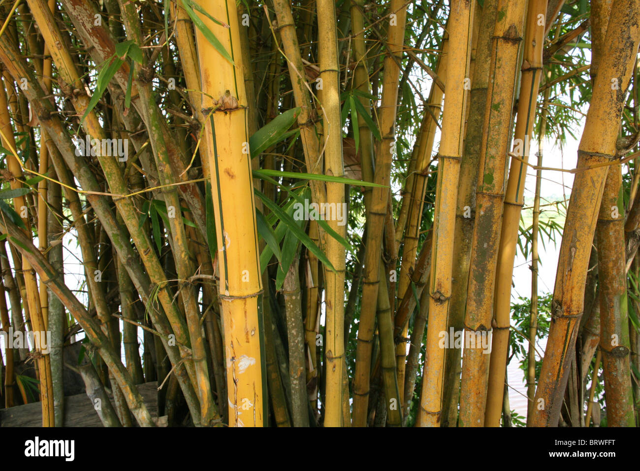 bamboo in colombia Stock Photo - Alamy