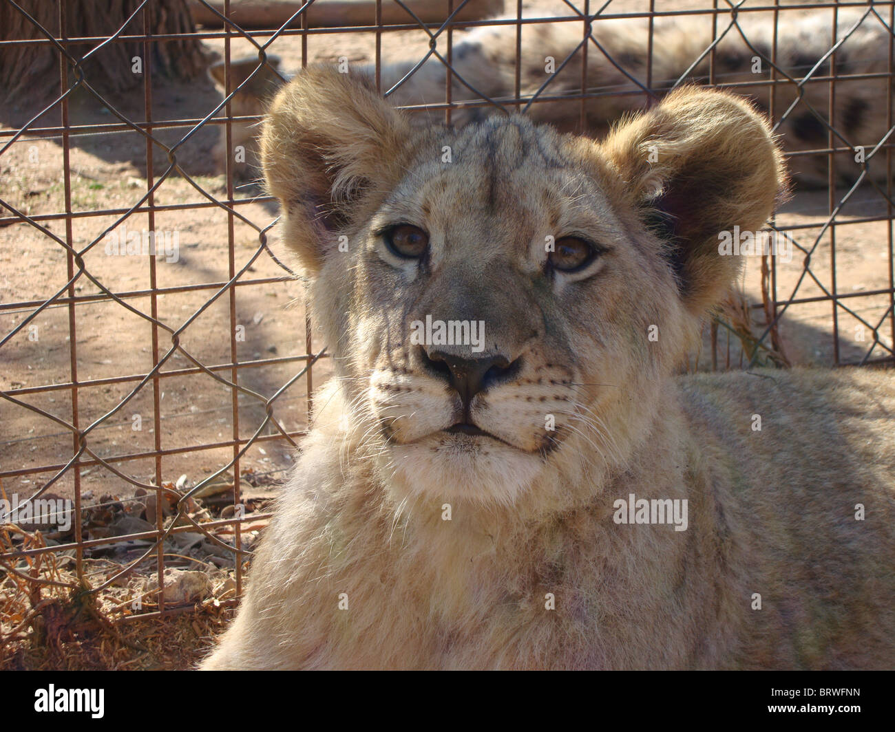 Lion cub face close up Stock Photo - Alamy