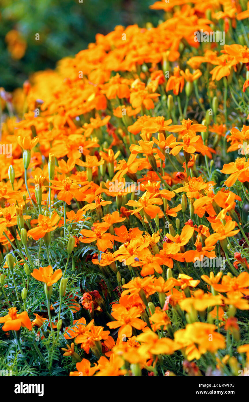 Tagetes Tenuifolia 'tangerine Gem' signata pumila Signet French ...