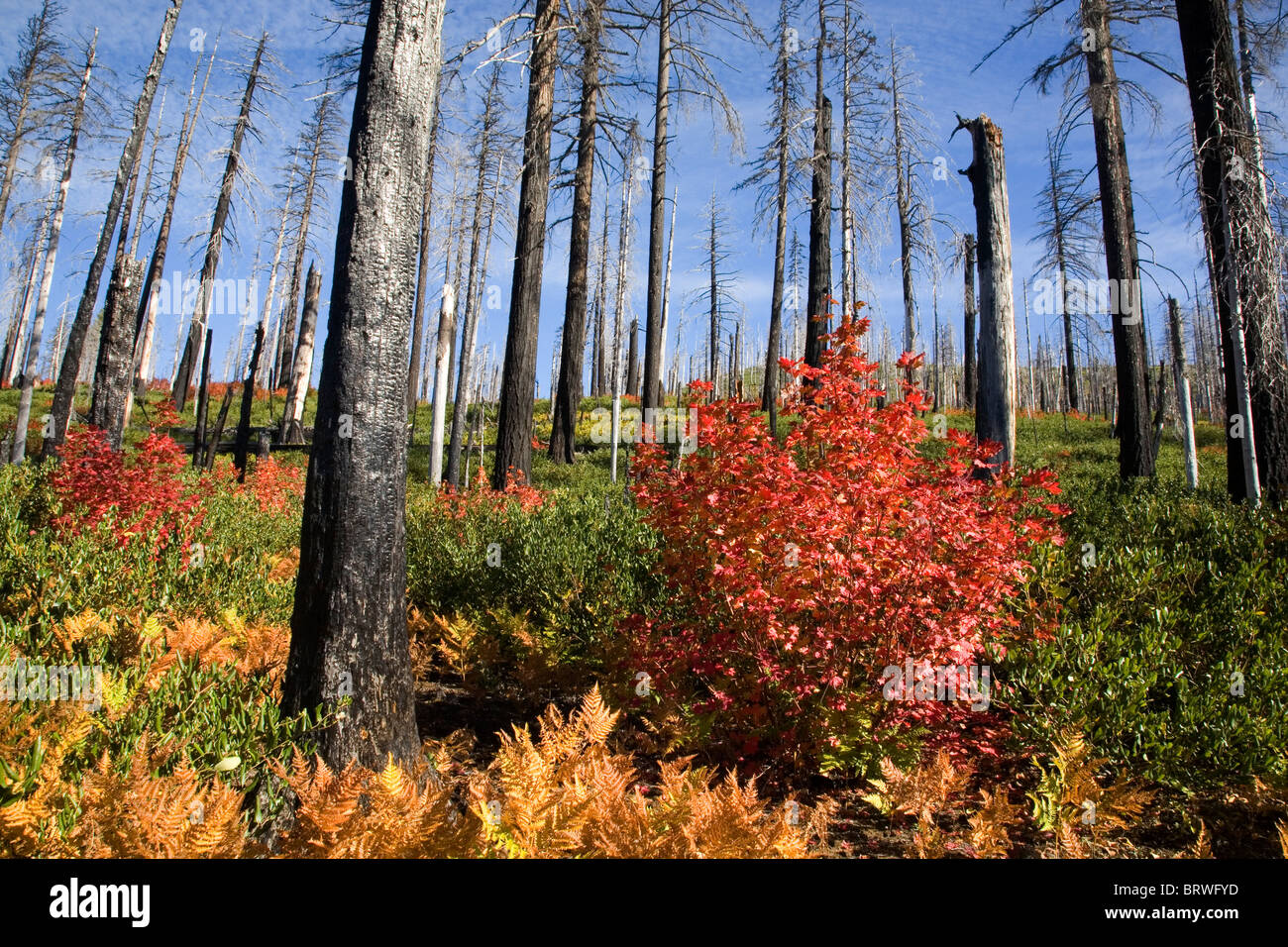 Vine maple turns red in autumn in the charred remains of a forest fire ...