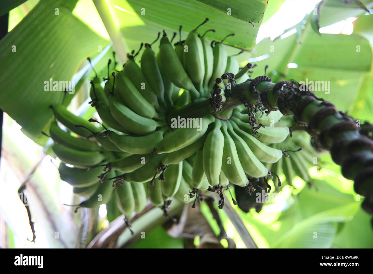 banana's in Colombia Stock Photo - Alamy