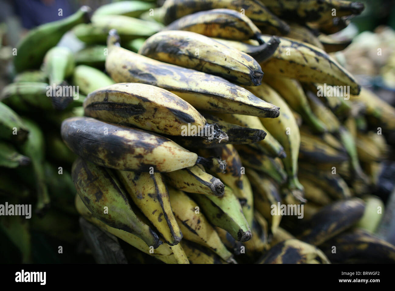 banana's in Colombia Stock Photo - Alamy