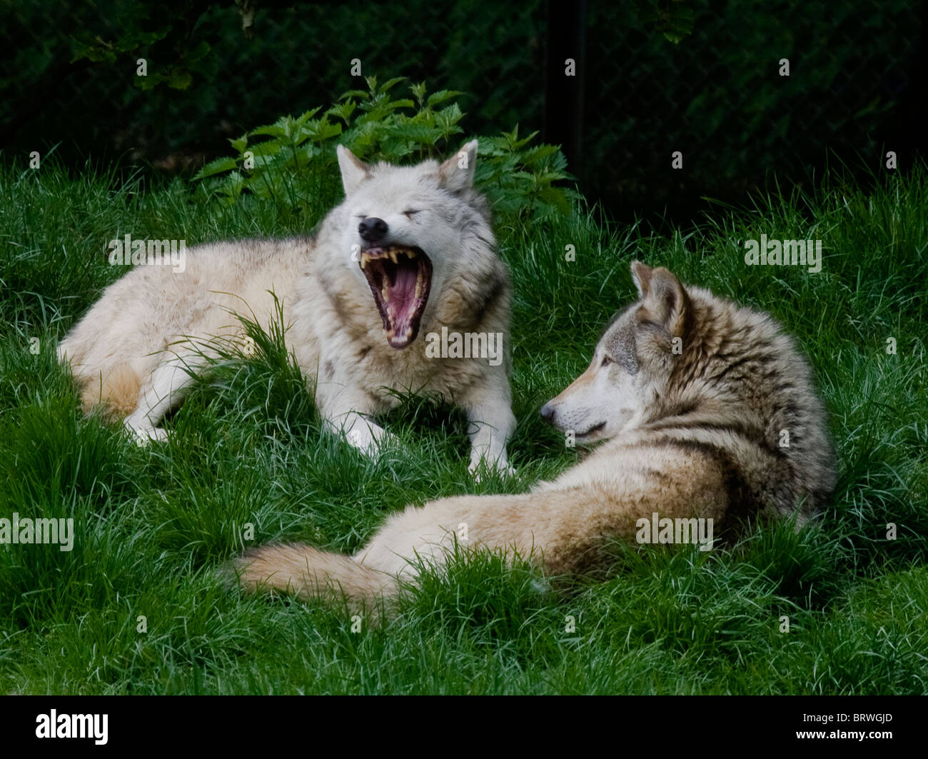 Wolf pack alpha female hi-res stock photography and images - Alamy