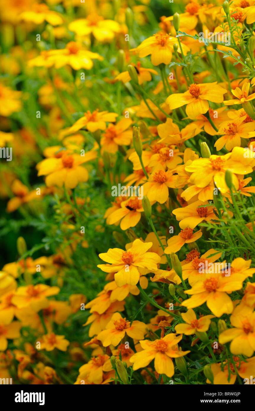 Tagetes Tenuifolia 'golden Gem' signata pumila Signet French Marigold ...