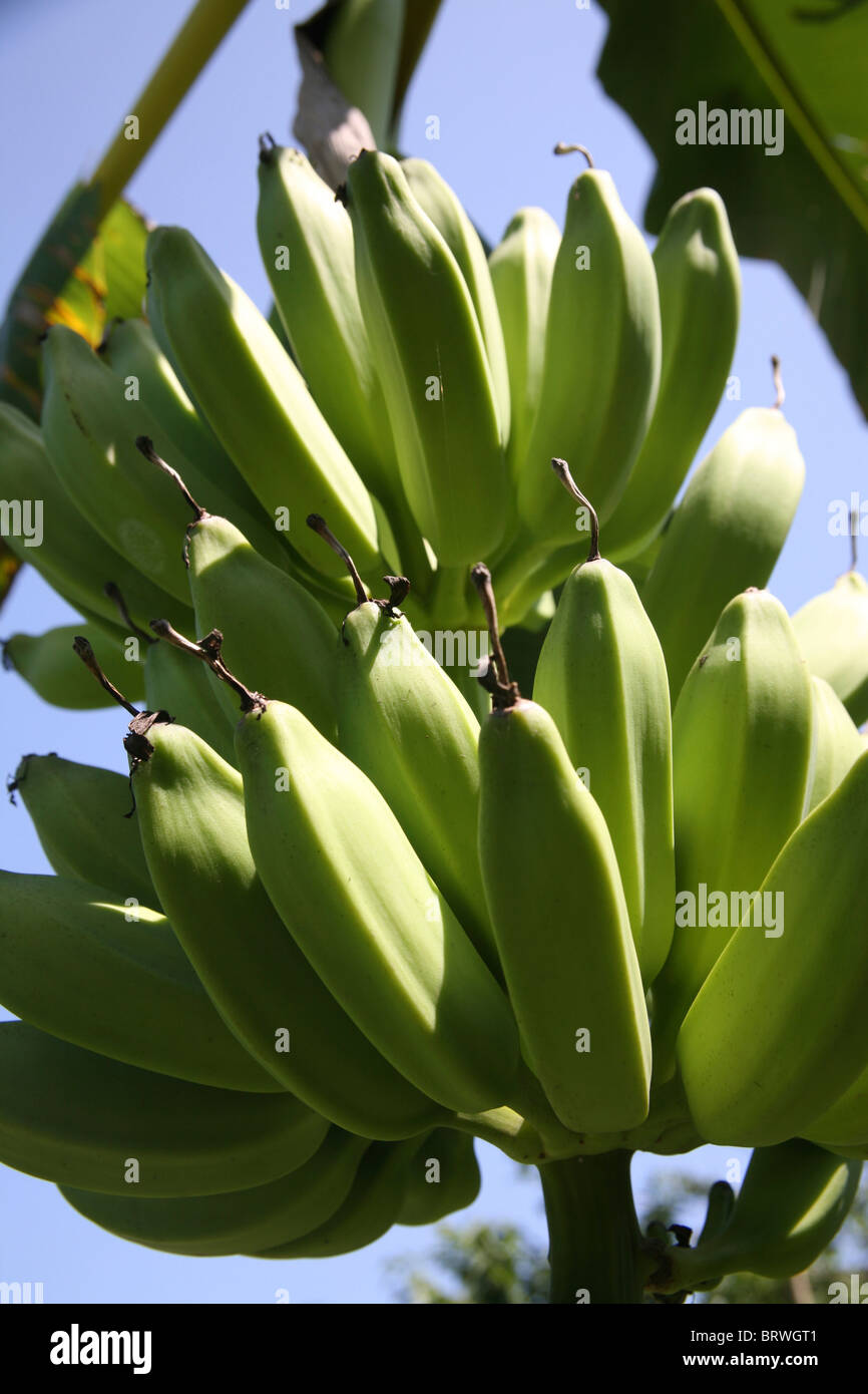 banana's in Colombia Stock Photo - Alamy