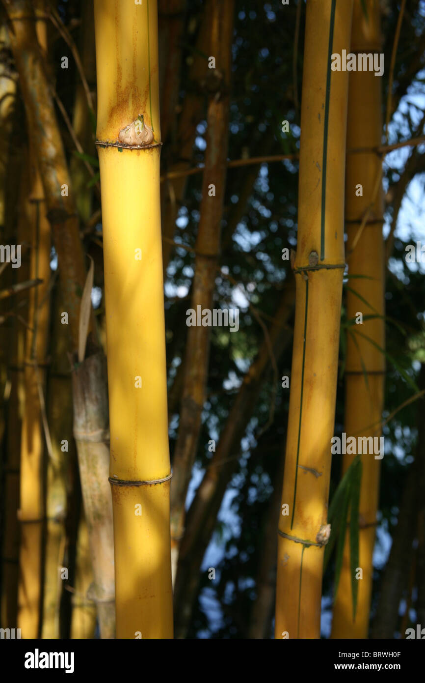 Bamboo hi-res stock photography and images - Alamy