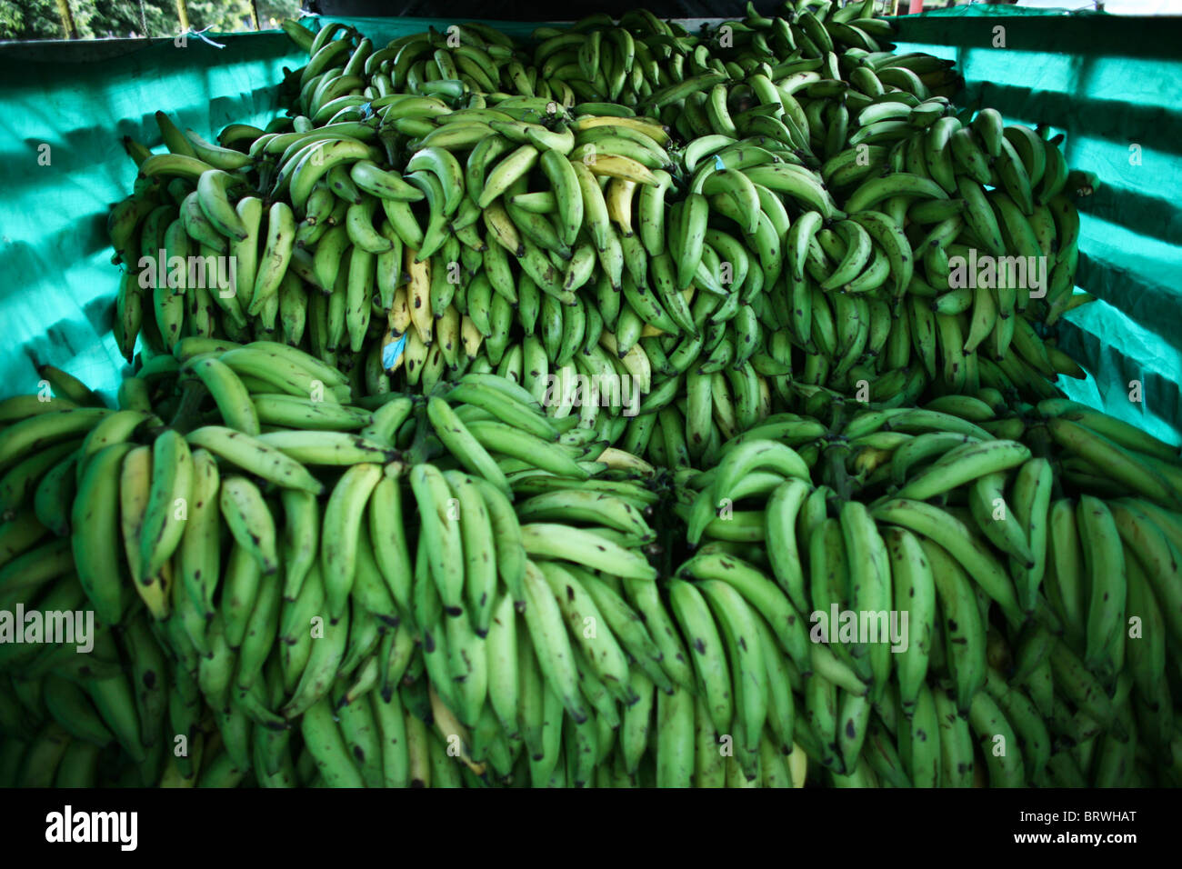 Banana farmer colombia hi-res stock photography and images - Alamy