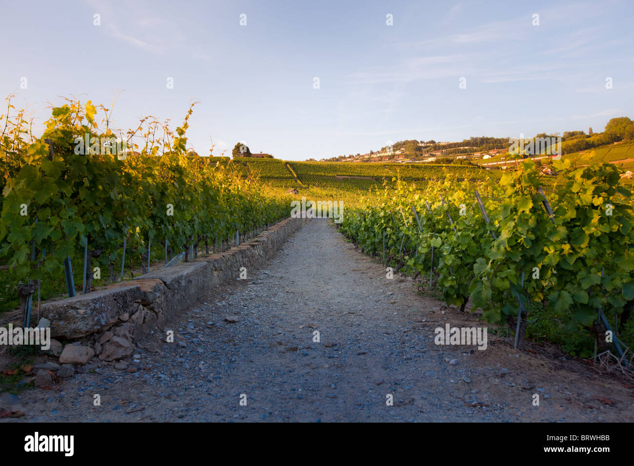 Terraced vineyards, Lutry, Lavaux, lake Geneva, Switzerland Stock Photo ...